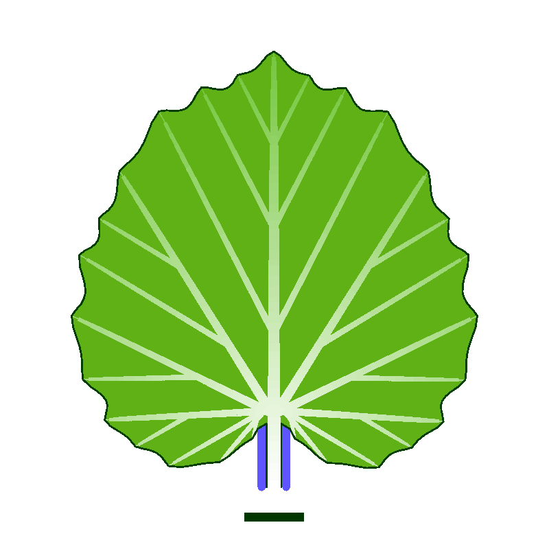 A common developmental program can produce diverse leaf shapes