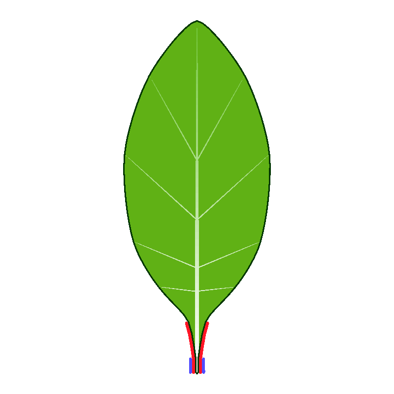 A common developmental program can produce diverse leaf shapes
